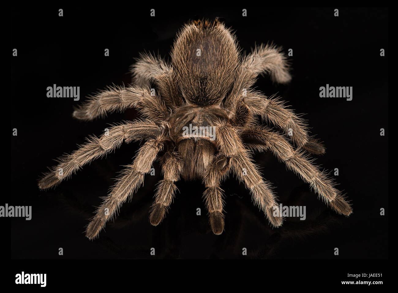Black tarantula hi-res stock photography and images - Alamy