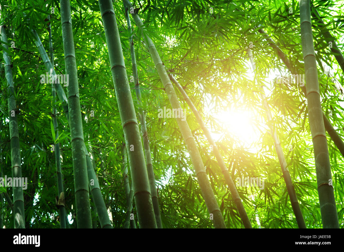 Asian bamboo forest landscape with beautiful morning sunlight Stock ...