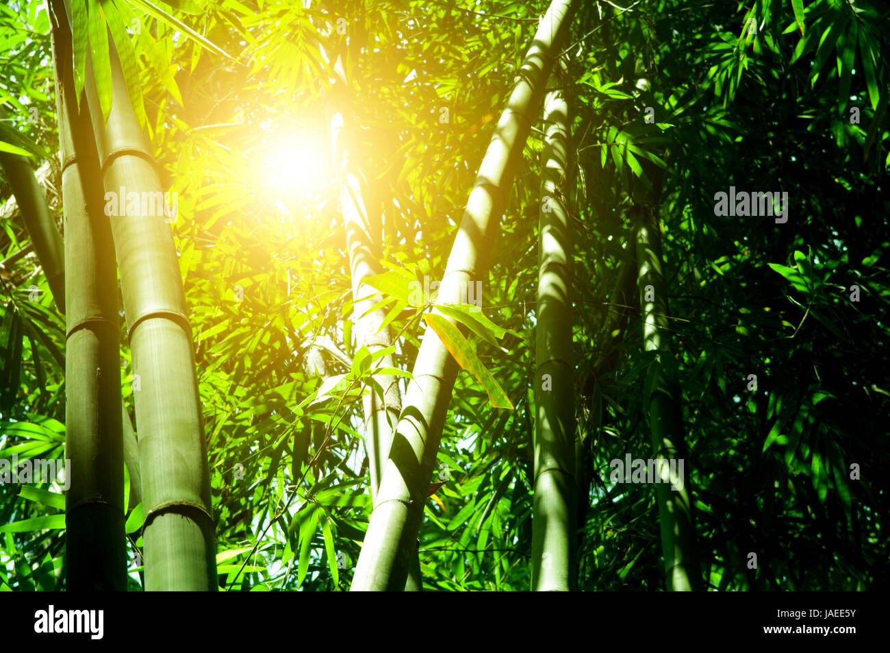 Asian bamboo forest view with morning sunlight Stock Photo - Alamy