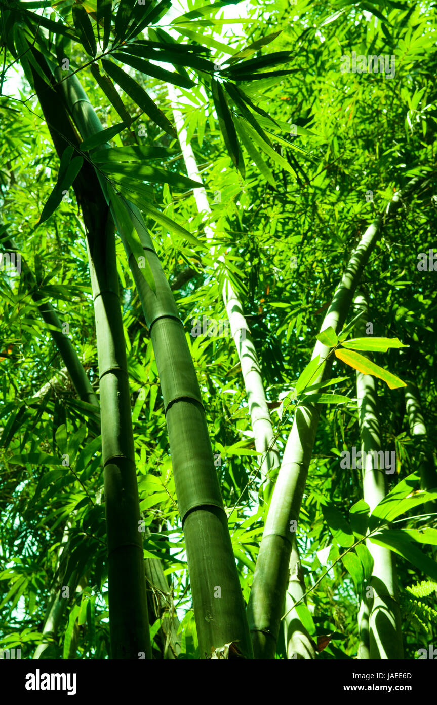 Asian bamboo forest in morning Stock Photo - Alamy