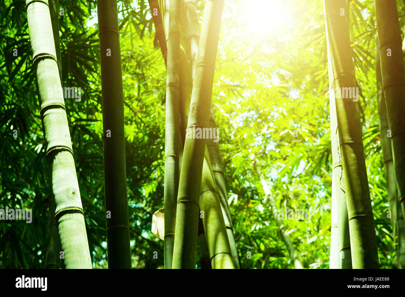 Asian bamboo forest view with golden morning sun flare Stock Photo - Alamy