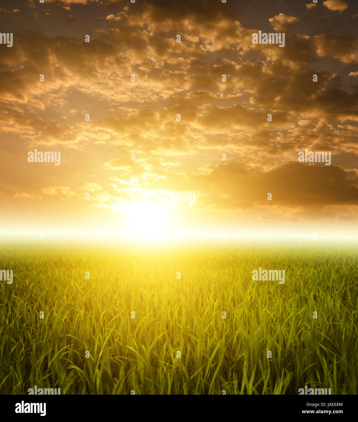 Paddy fields landscape view in morning sunrise Stock Photo - Alamy