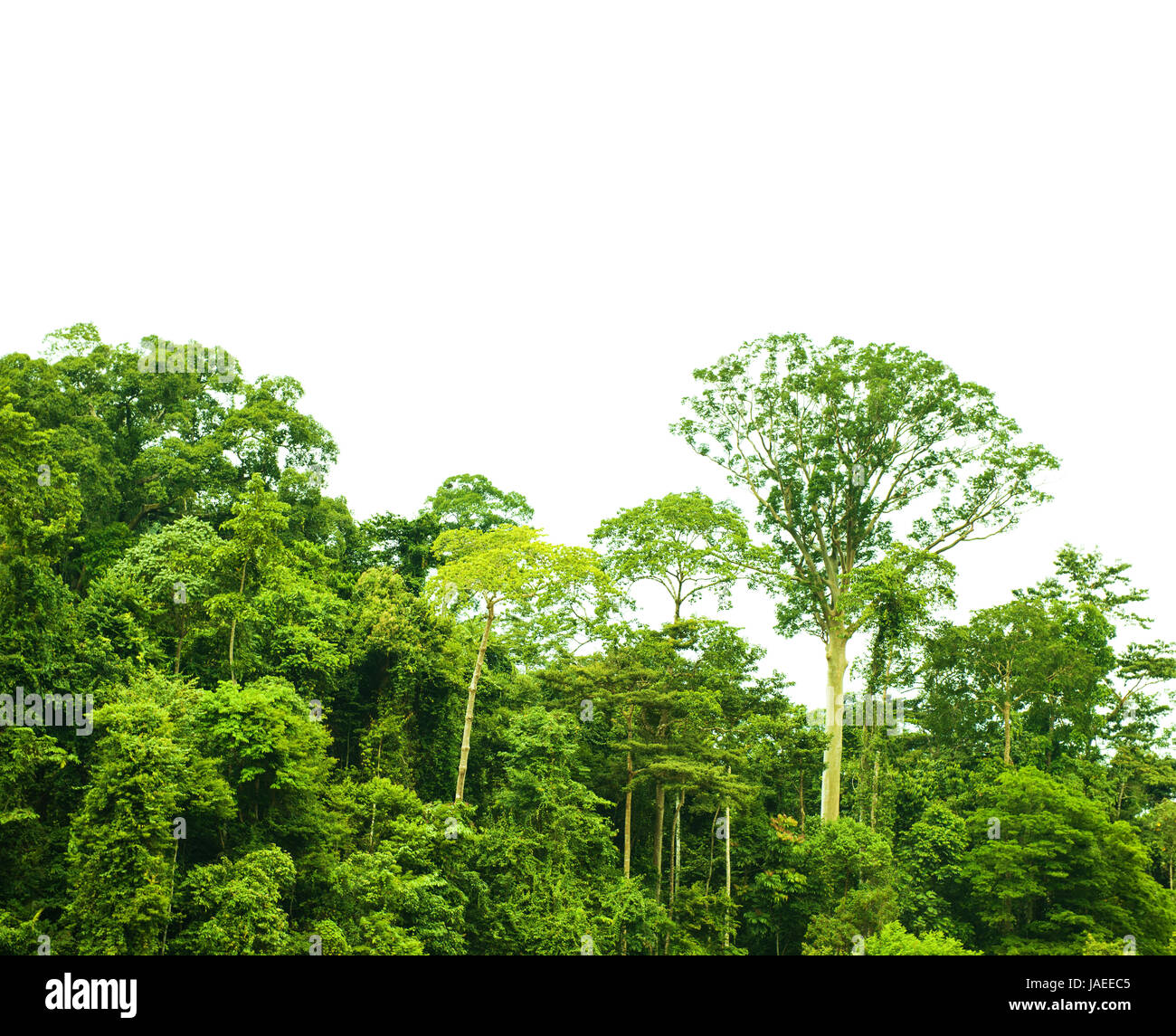 Tropical green forest landscape, isolated, National Park, Malaysia ...