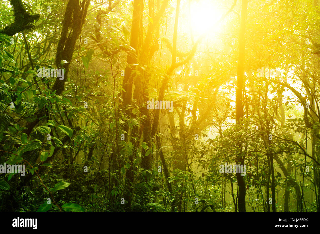 Natural tropical green forest with sunlight Stock Photo - Alamy
