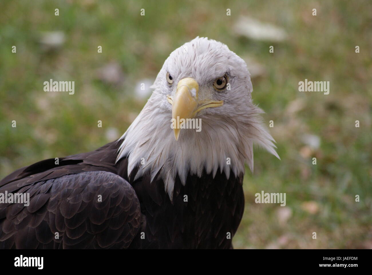 Angry looking eagle hi-res stock photography and images - Alamy