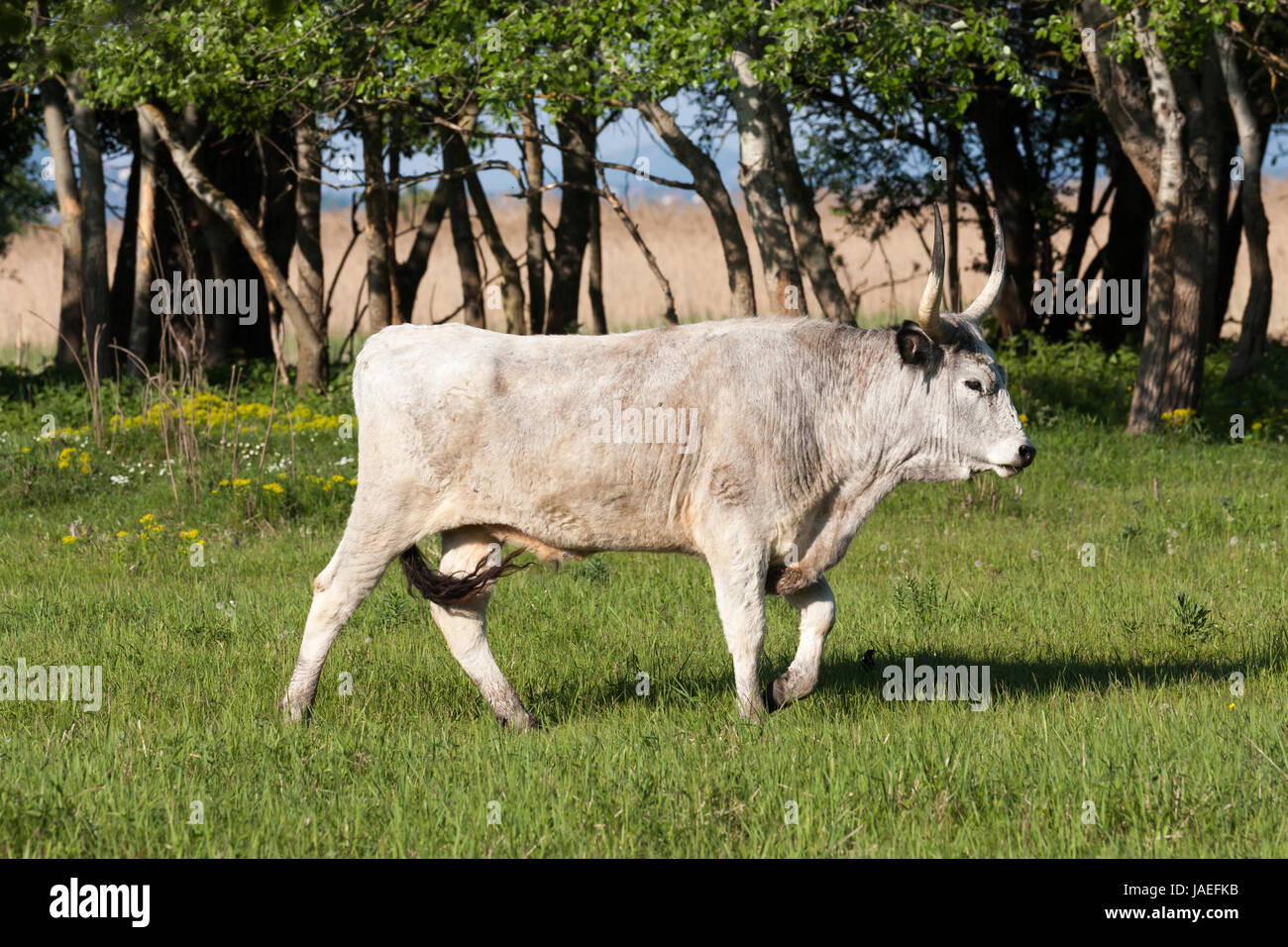 Hungarian grey bull in the field Stock Photo - Alamy