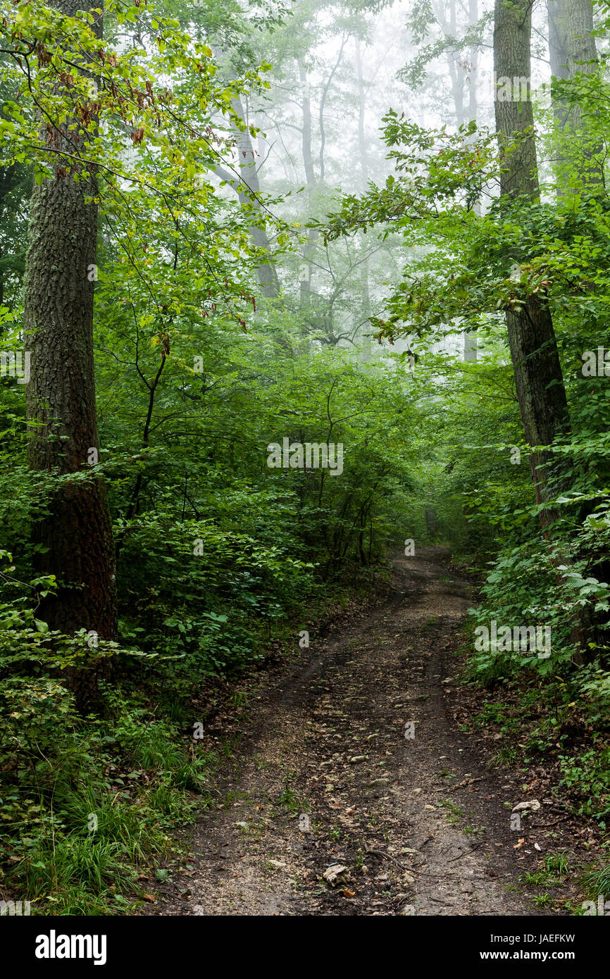 Misty path in the oak forest Stock Photo - Alamy