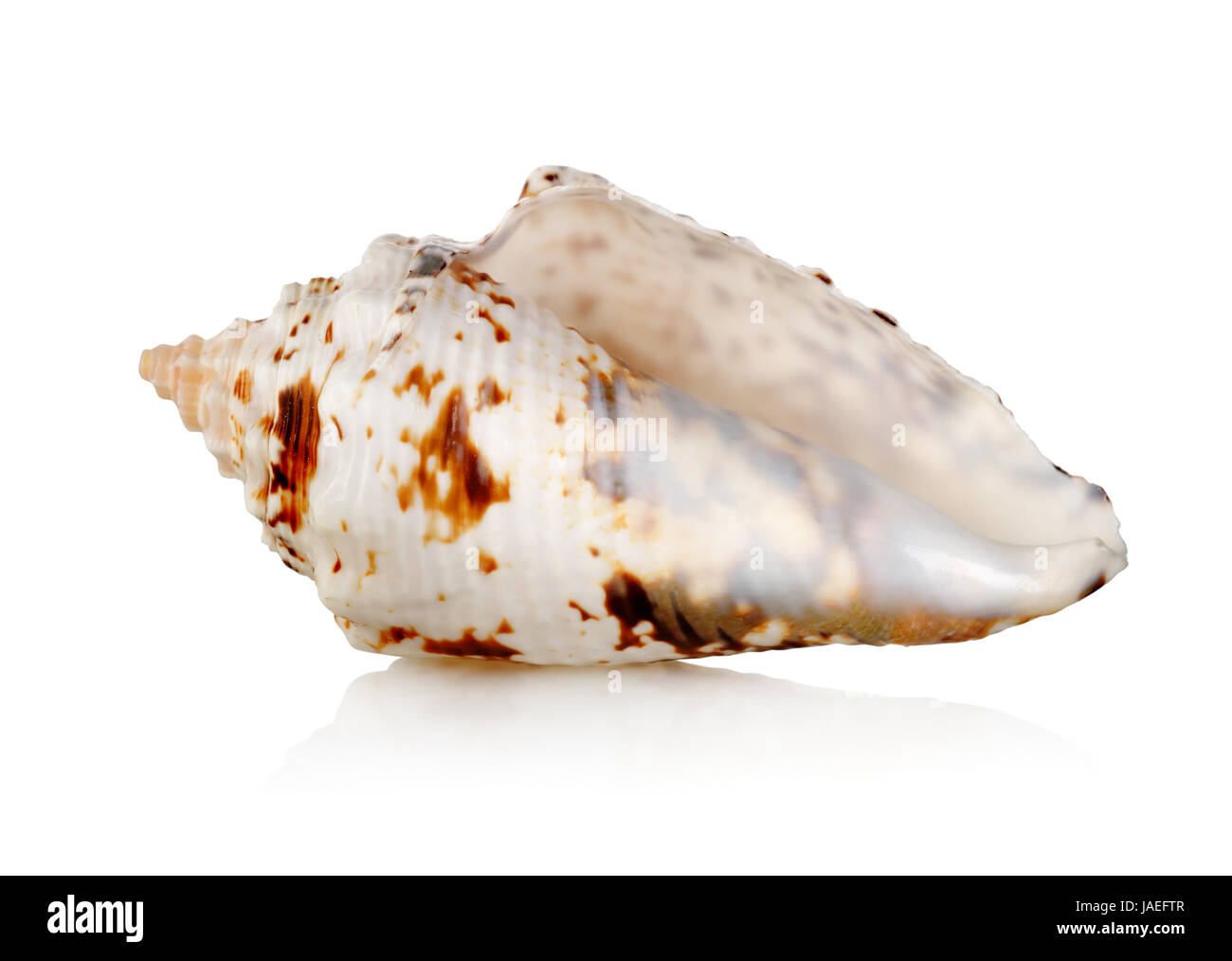Colorful sea shell isolated on a white background Stock Photo - Alamy