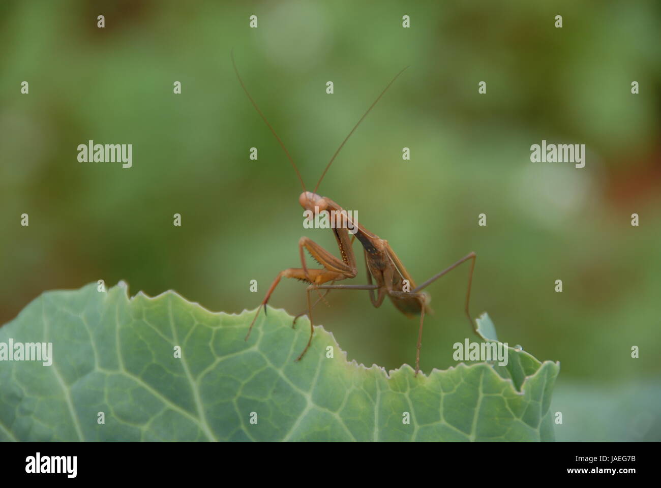 spain - mantis Stock Photo - Alamy