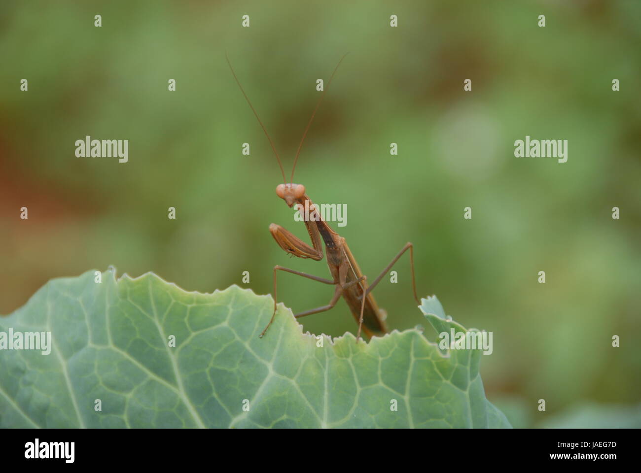 Mantisreligiosa High Resolution Stock Photography and Images - Alamy