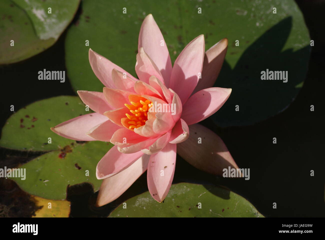 Lily pads and pods hi-res stock photography and images - Alamy