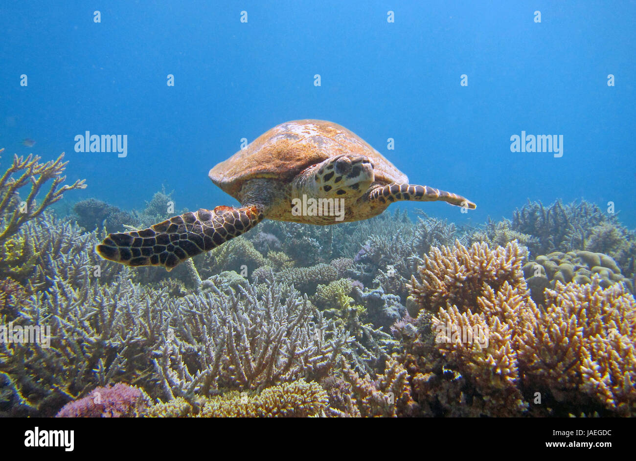 Rotes meer riff hi-res stock photography and images - Alamy