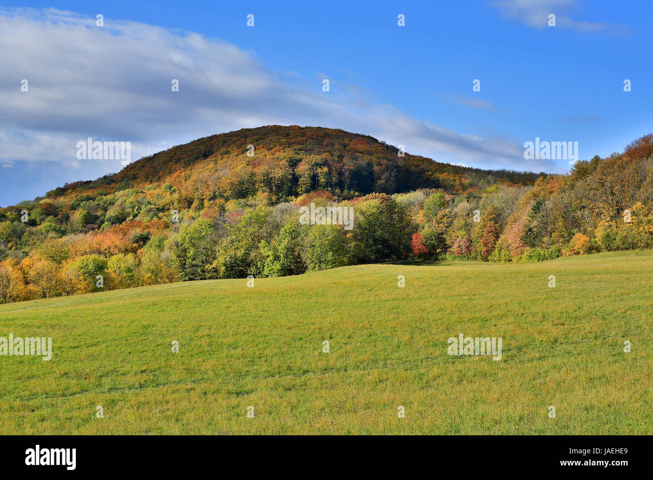 Wienerwald im wienerwald wienerwald hi-res stock photography and images ...