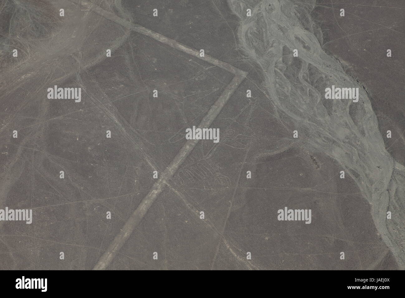 Monkey fish hi-res stock photography and images - Alamy