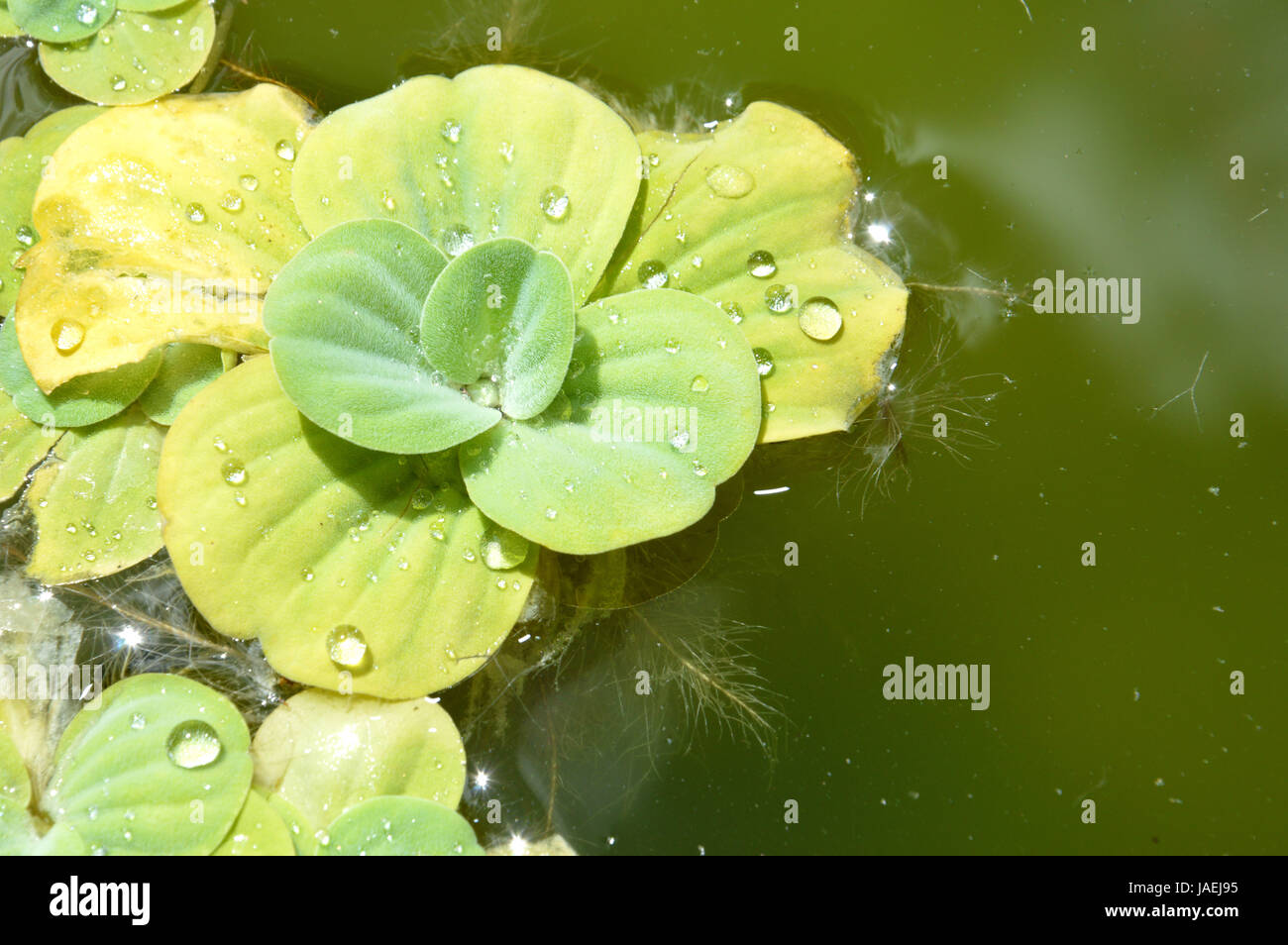 Floating plants in a pond Stock Photo - Alamy