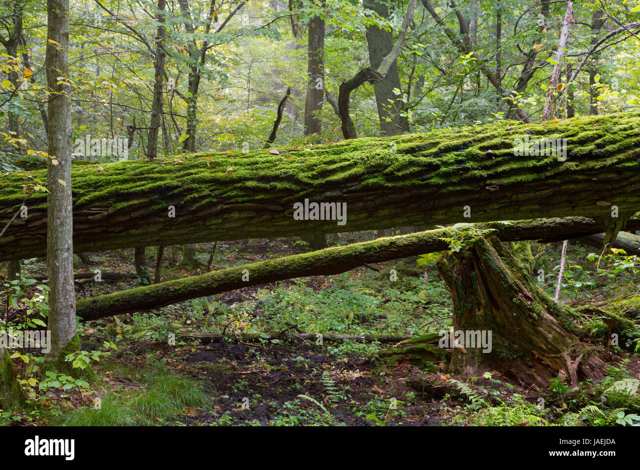Broken oak tree moss wrapped trunk lying against deciduous background ...