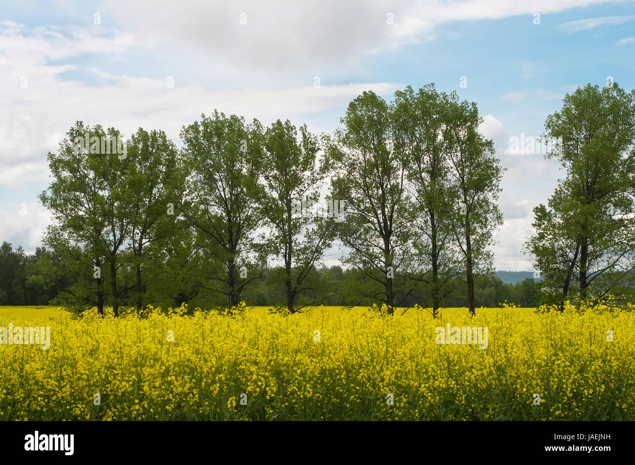 Spring landscape, yellow field, trees and blue sky Stock Photo - Alamy