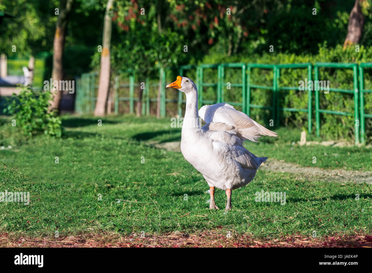 Portrait of a beautiful white wild Goose in a park spreading its wings ...