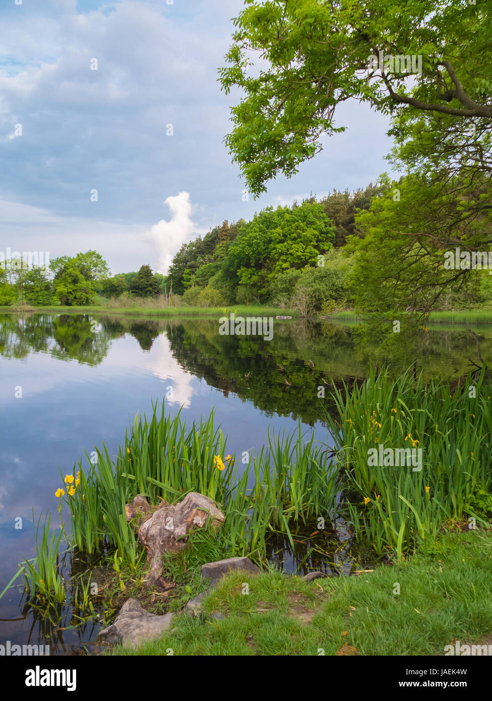 pond in the scottish countryside Stock Photo - Alamy