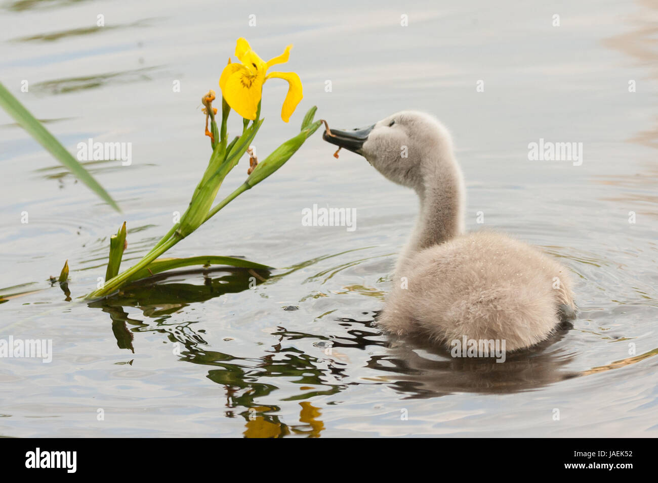 Cygnet drinking water hi-res stock photography and images - Alamy