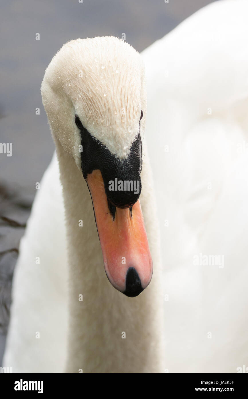 swan head closeup Stock Photo - Alamy