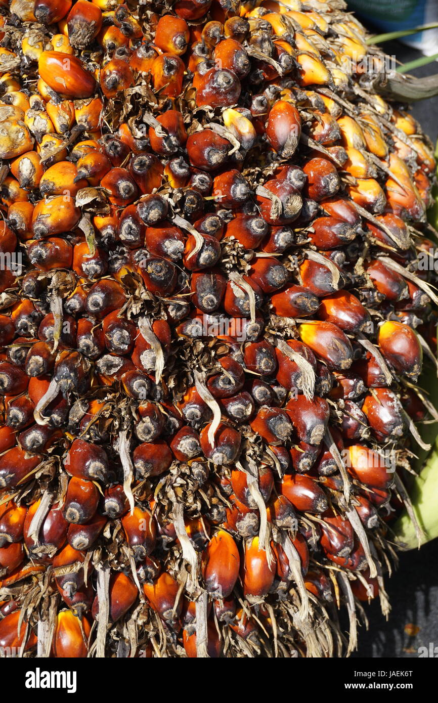 Oil palm fresh fruit bunch hi-res stock photography and images - Alamy