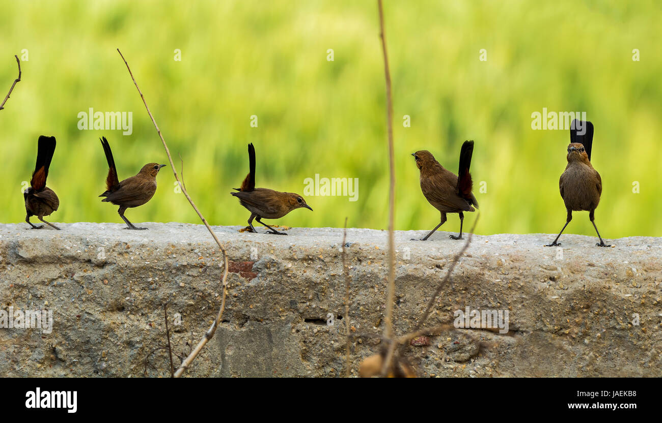 Closeup of an Indian Robin Birds perched on a wall with smooth green ...