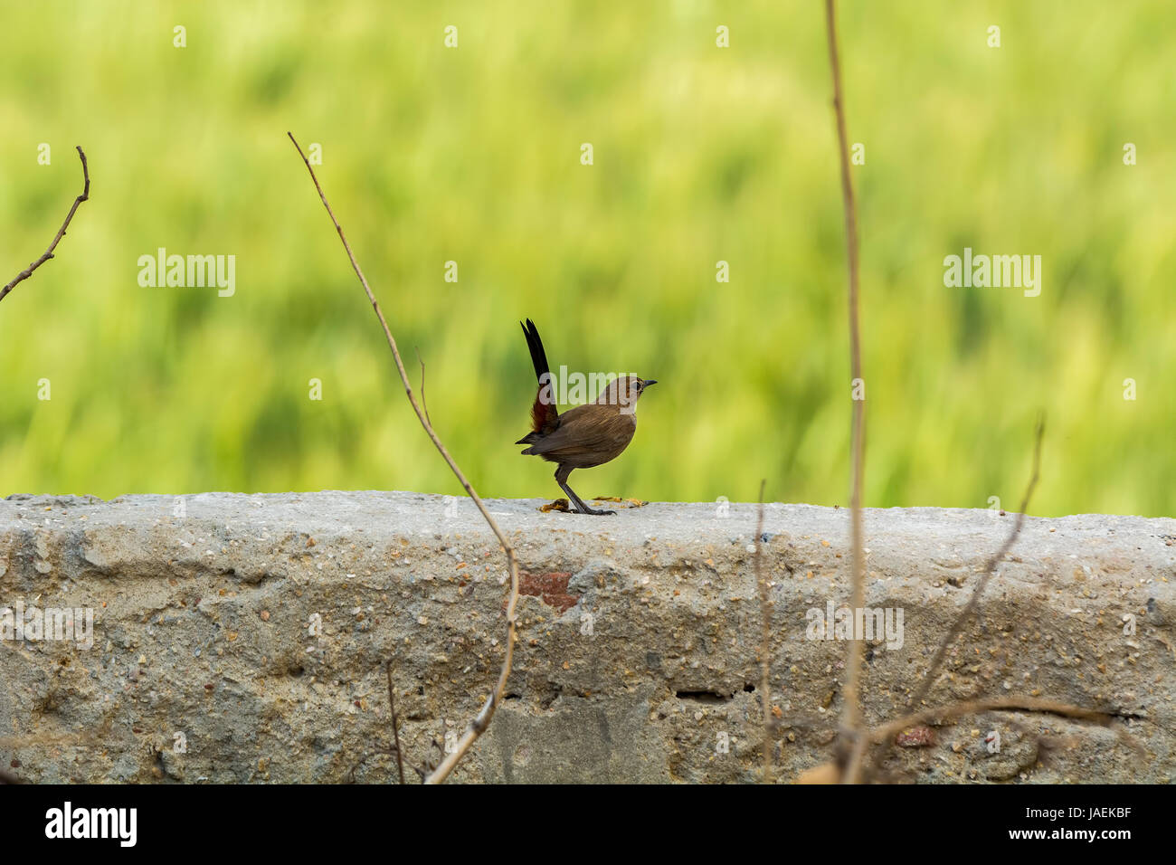 Robin pose hi-res stock photography and images - Alamy
