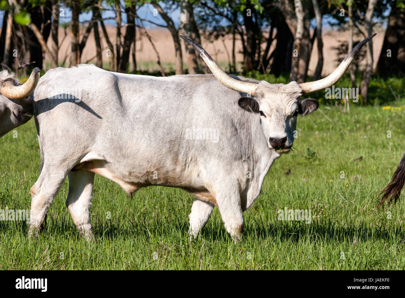 Hungarian grey bull in the field Stock Photo - Alamy