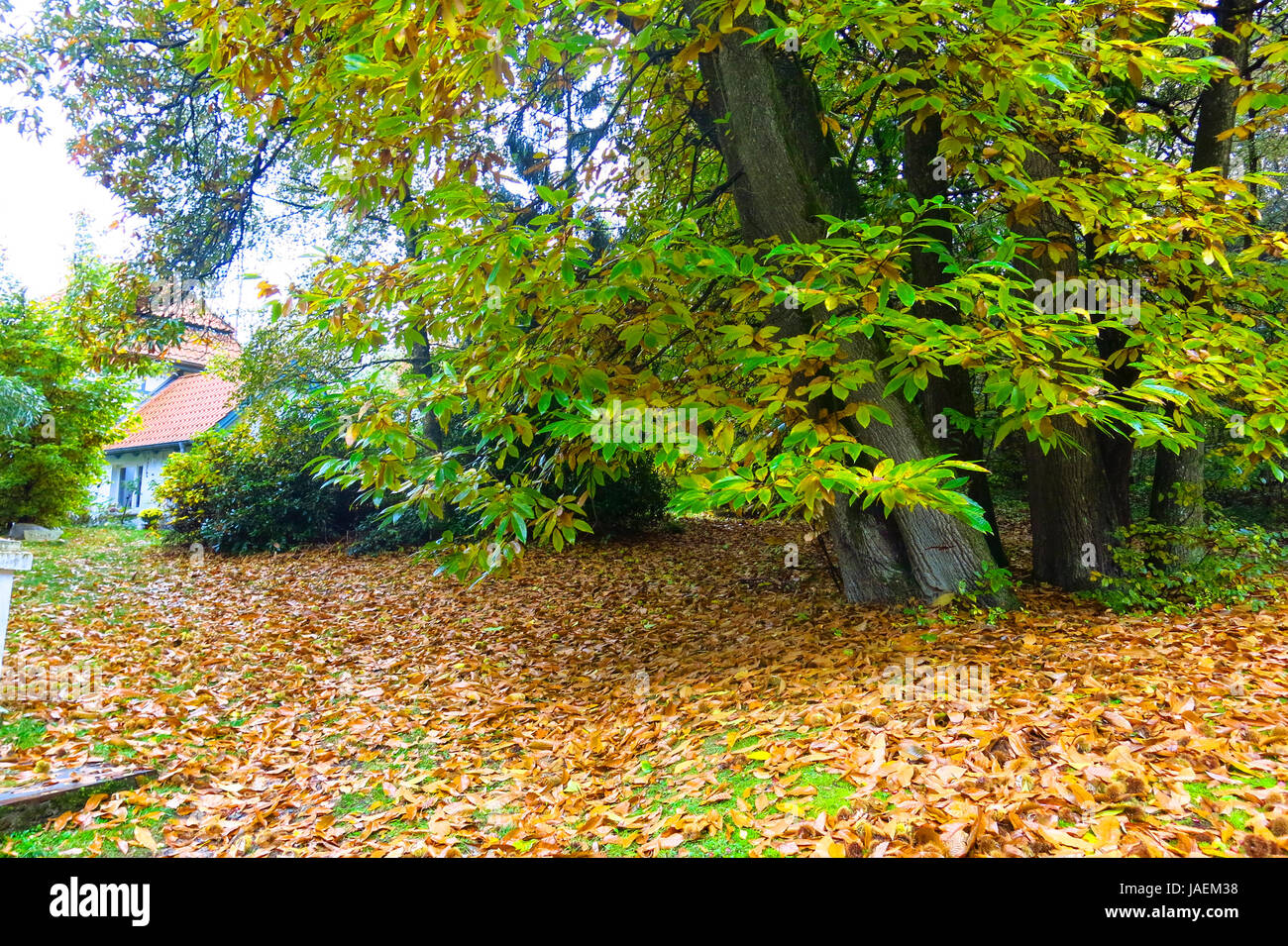 Germany, Hamburg, Autumn forest. Autumn Impression from the Saxony ...