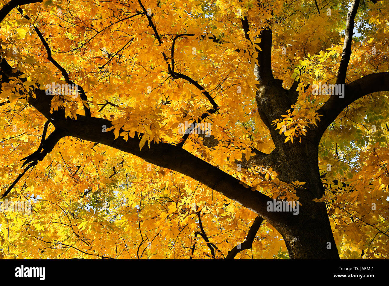 Baumkrone laubbaum hi-res stock photography and images - Alamy