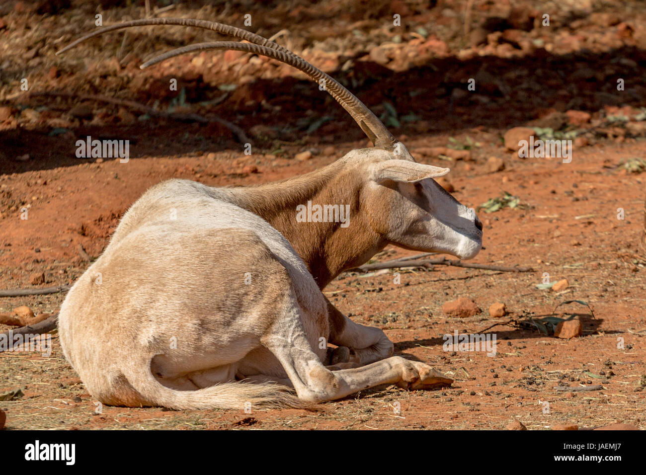 Bovidae family hi-res stock photography and images - Alamy