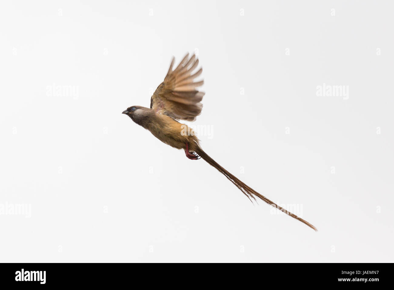 A beautiful long tailed Speckled Mousebird leaping in the air as it is ...