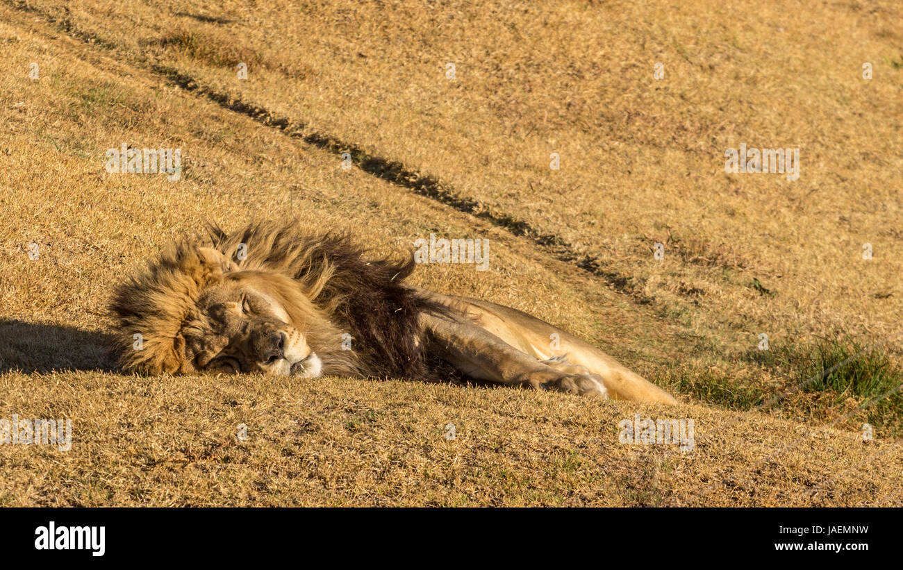 An adult male African lion enjoying its afternoon nap Stock Photo - Alamy