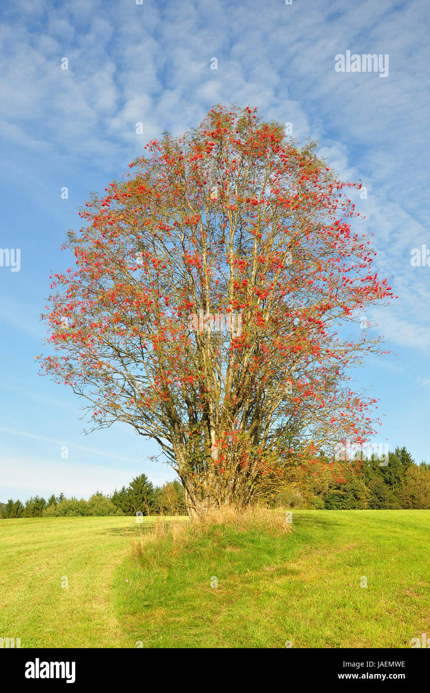Vogelbeere (Sorbus aucuparia Stock Photo - Alamy