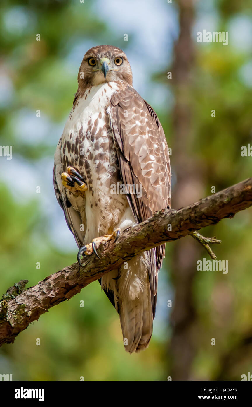 coopers hawk perched on tree watching for small prey Stock Photo - Alamy