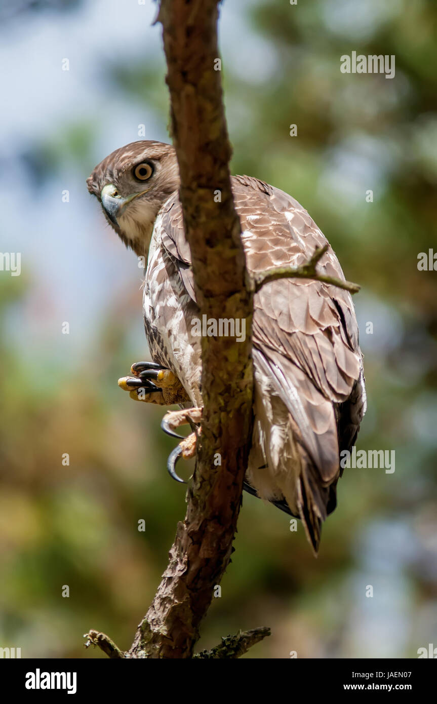 coopers hawk perched on tree watching for small prey Stock Photo - Alamy