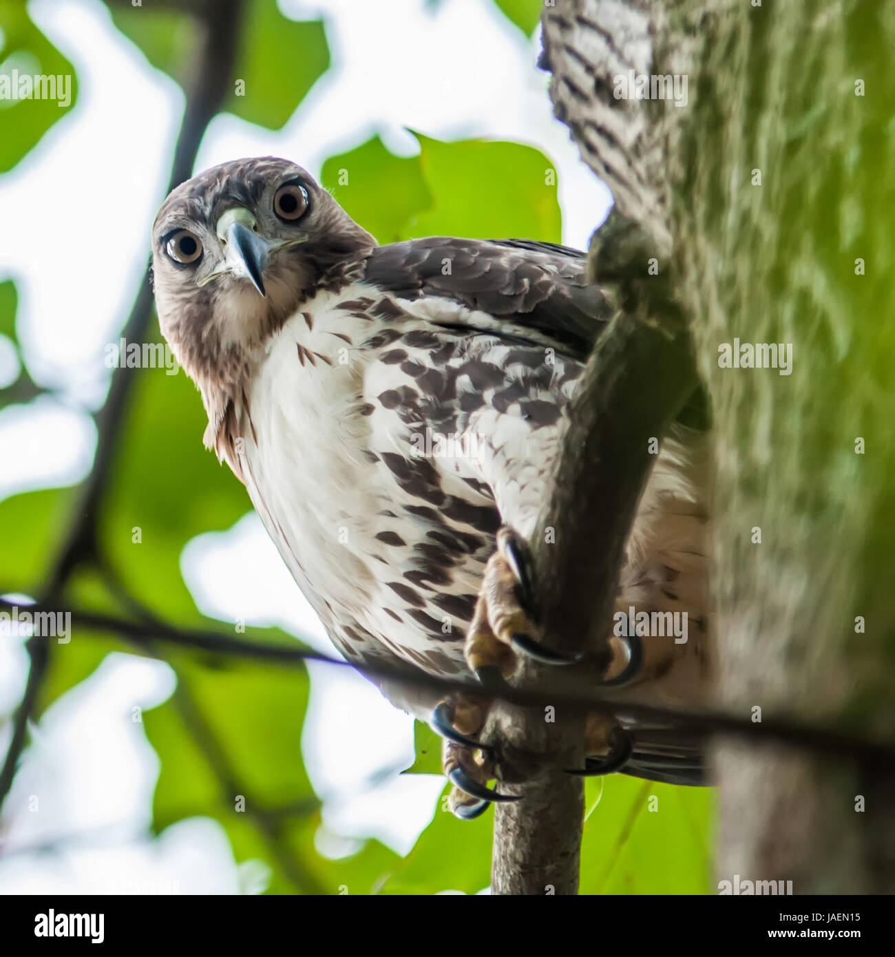 hawk hunting for a squirrel on an oak tree Stock Photo - Alamy