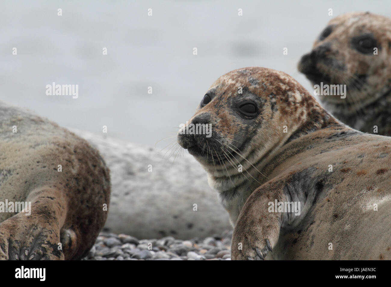 Seehunde am Kiesstrand Stock Photo - Alamy