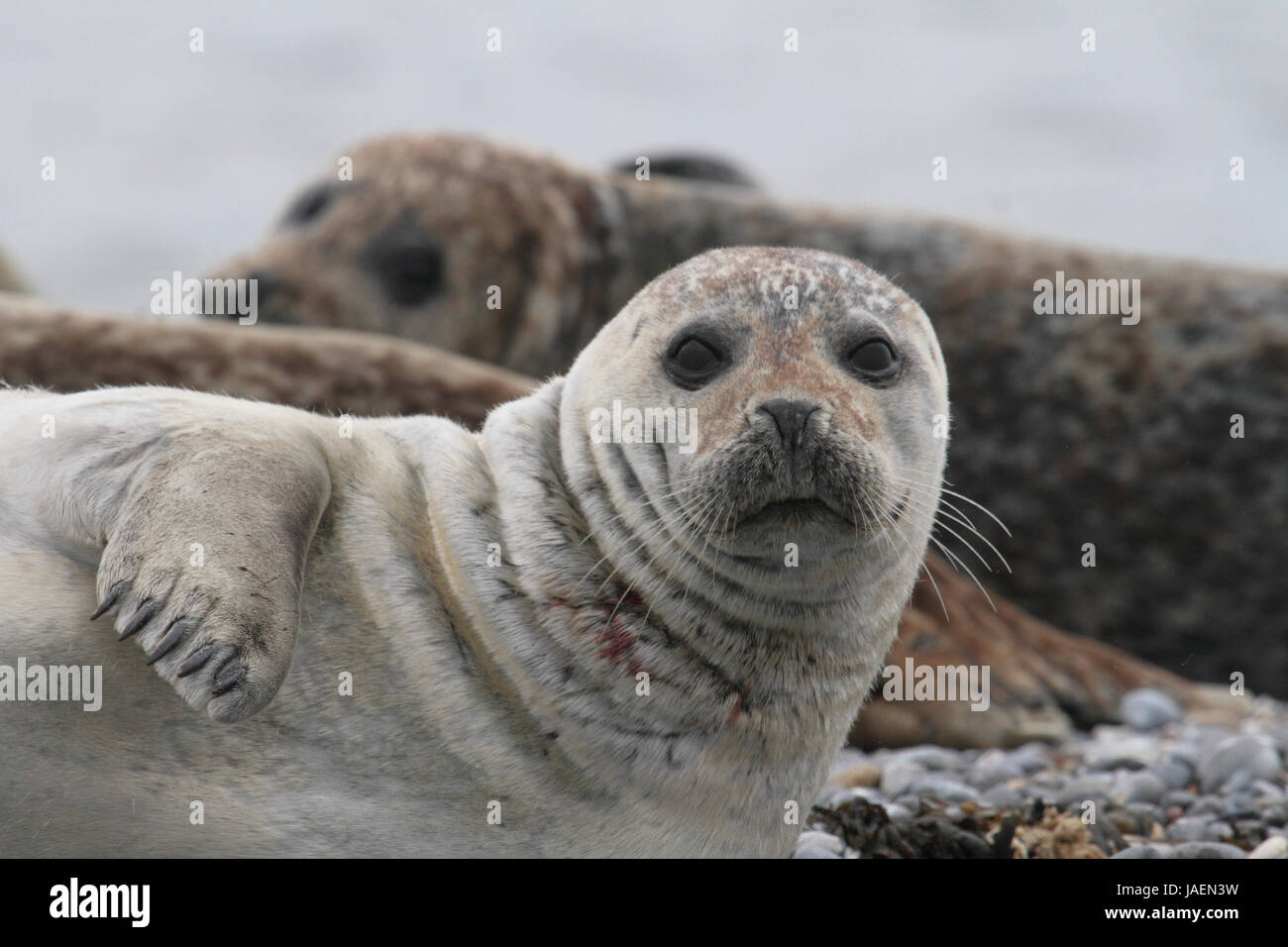 Seehunde am Kiesstrand Stock Photo - Alamy