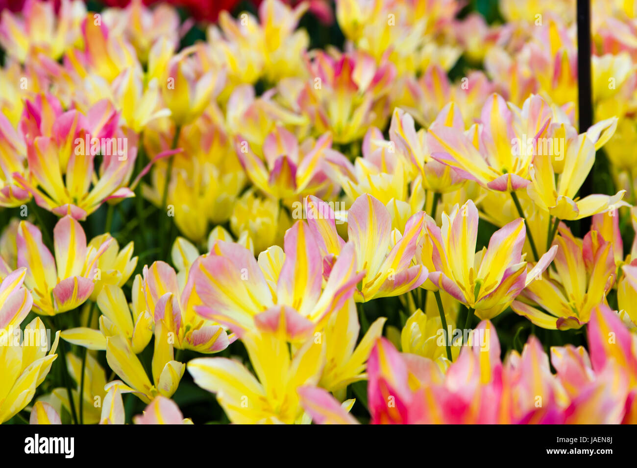 beautiful tulips field. Beautiful spring flowers. background of flowers ...