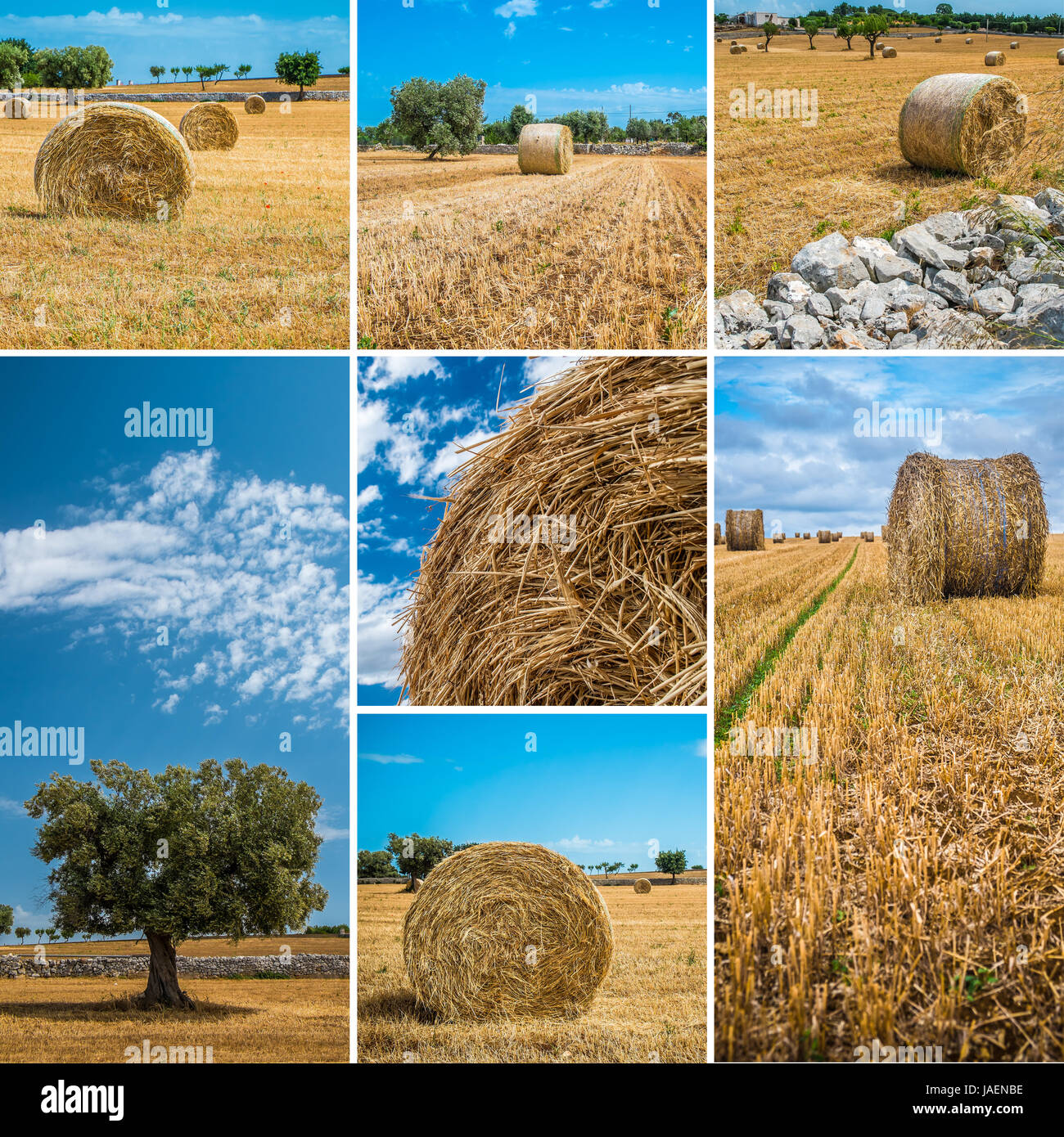 collage photo composition of countryside in Puglia, south of Italy ...