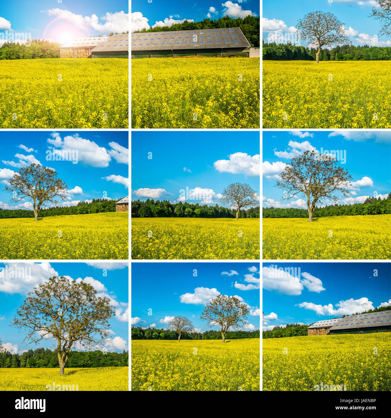 Collage photo of wild countryside landscape with a beautiful yellow ...