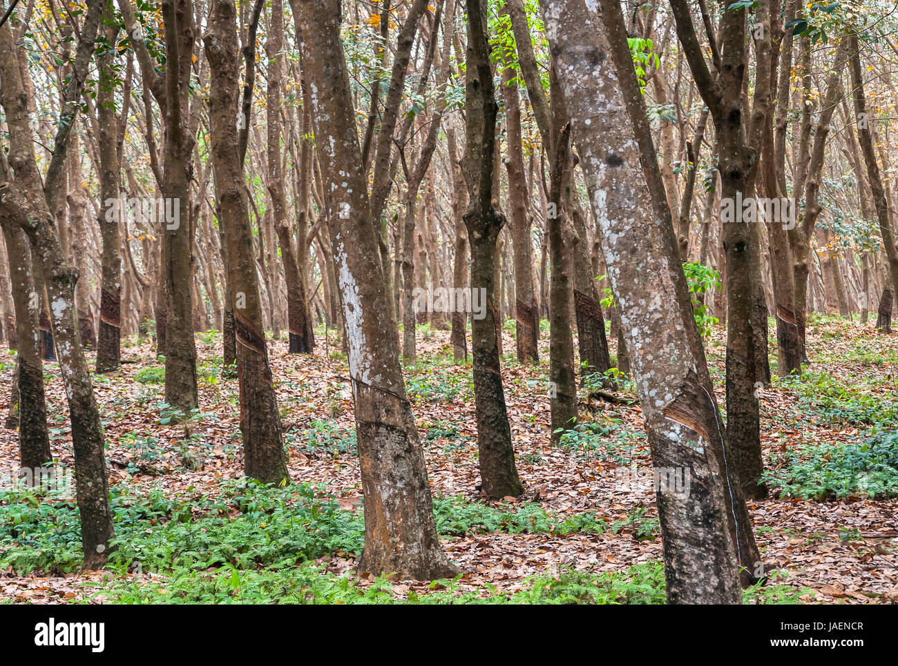 Rubber plantation in sri lanka hi-res stock photography and images - Alamy