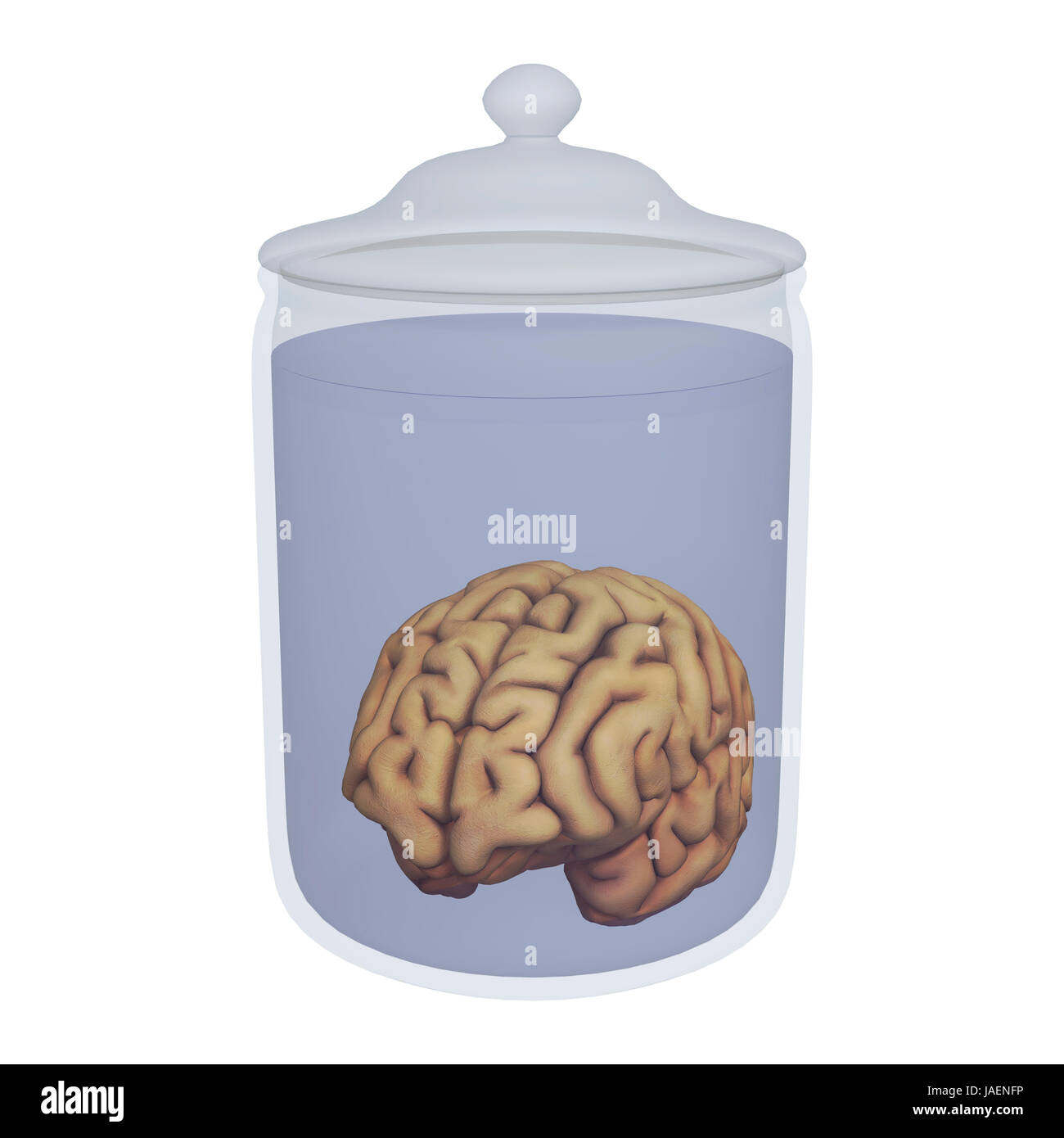 3D digital render of a human brain in a jar with liquid isolated on ...