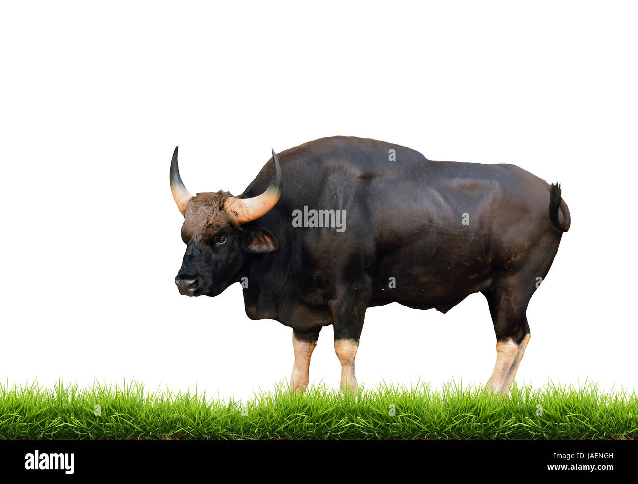 gaur with green grass isolated on white background Stock Photo - Alamy