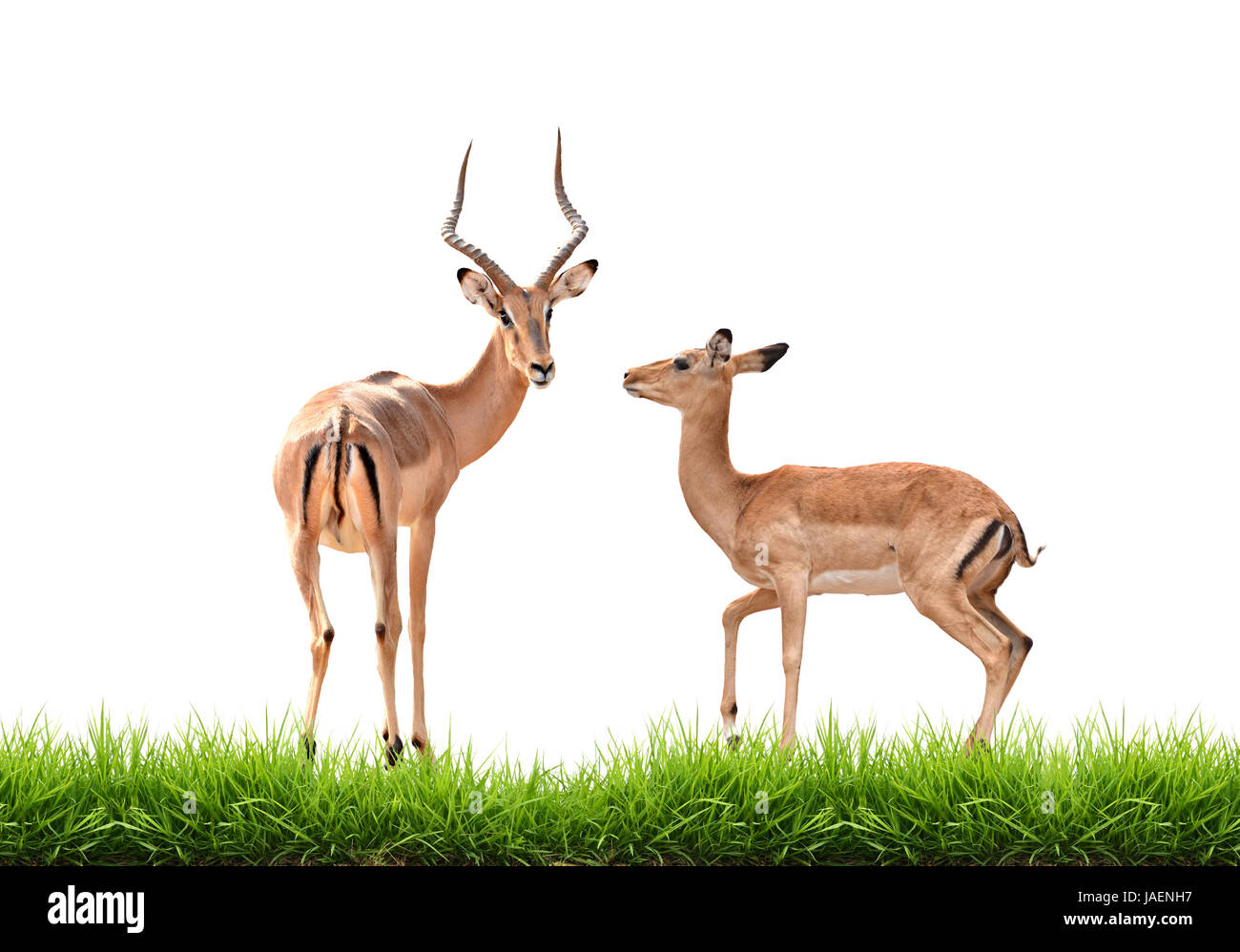 impala with green grass isolated on white background Stock Photo - Alamy