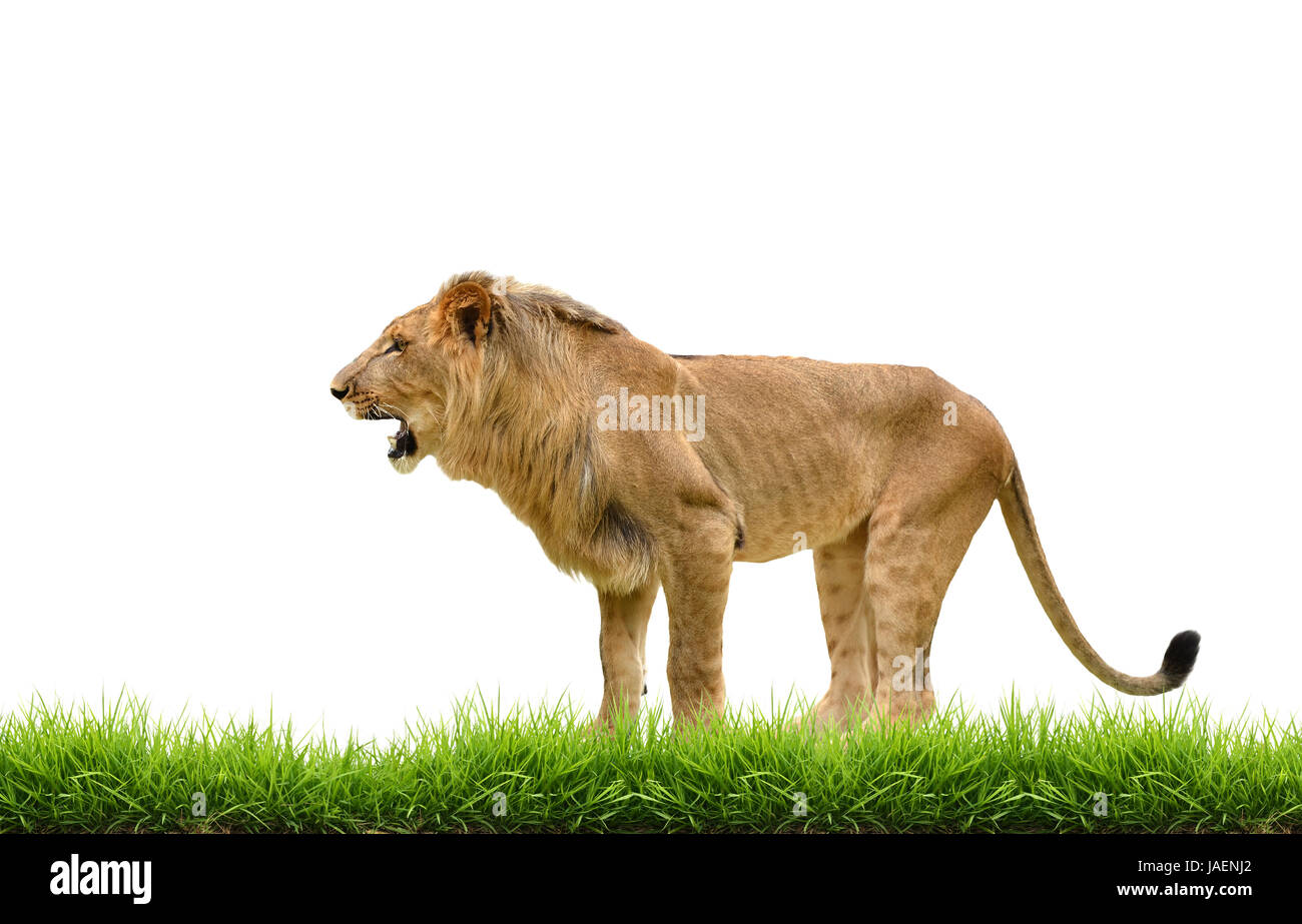 male lion with green grass isolated on white background Stock Photo - Alamy
