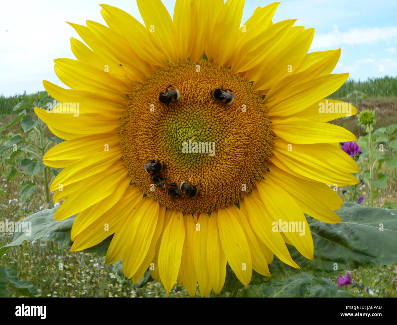 smiling sunflower smiley sunflower Stock Photo - Alamy