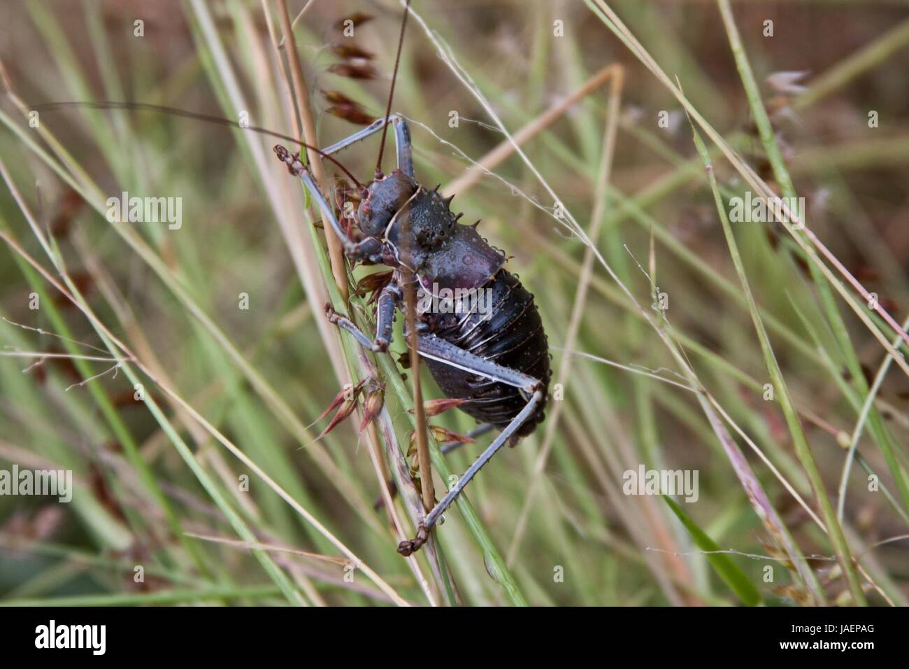 Insect armour hi-res stock photography and images - Alamy